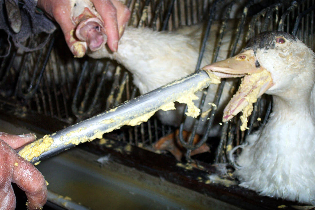 FOIE GRAS IN DER SCHWEIZ: DELIKATESSE ODER TIERQUALPRODUKT?