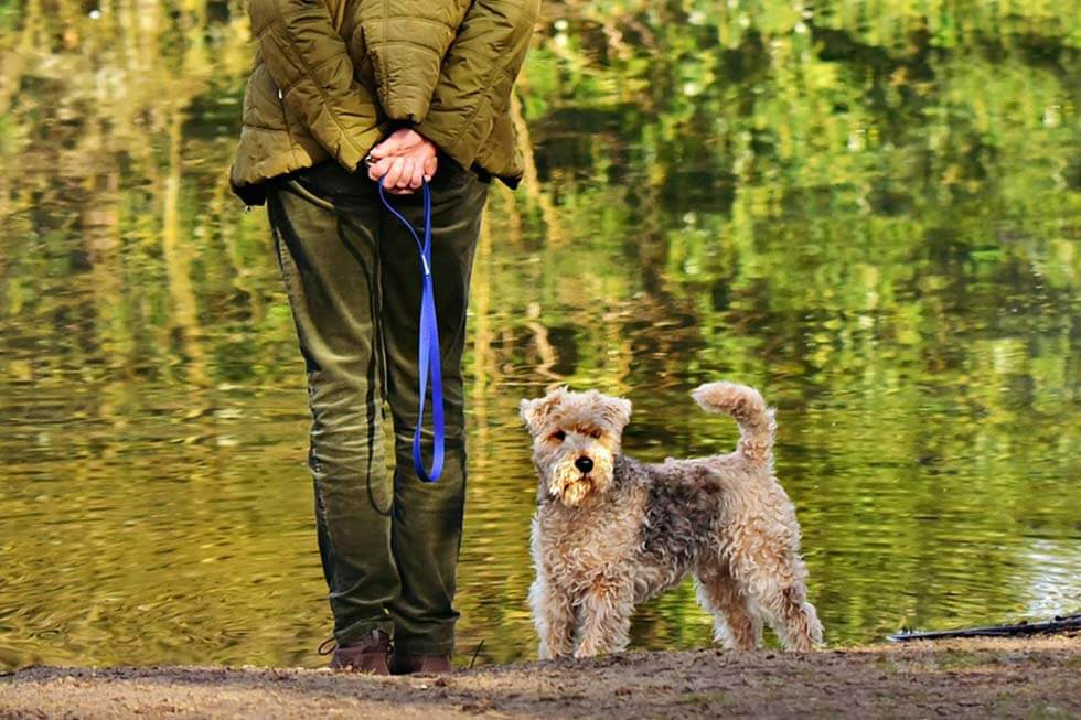 Gassi gehen mit Hund: Infos und Tipps für den Spaziergang